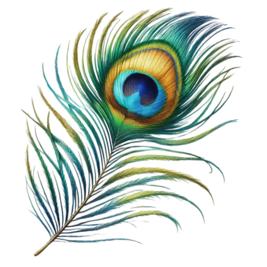 54 Watercolor Peacock Feather Clipart PNG Bundle, Digital Download ...