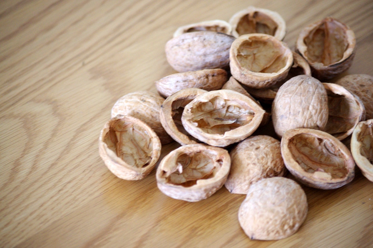 Empty Walnut Shell