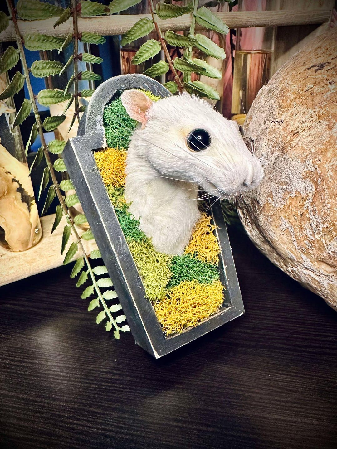Coffin Rat Mount - Etsy