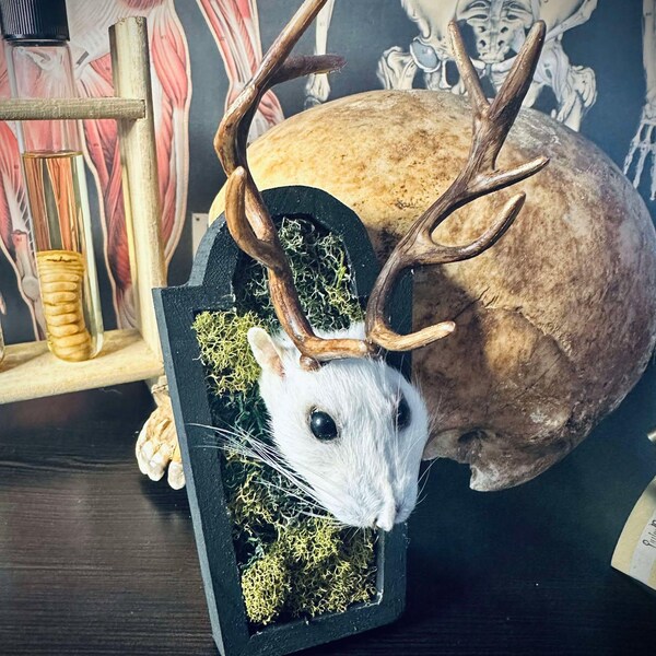 TheSleepingSirens - Etsy