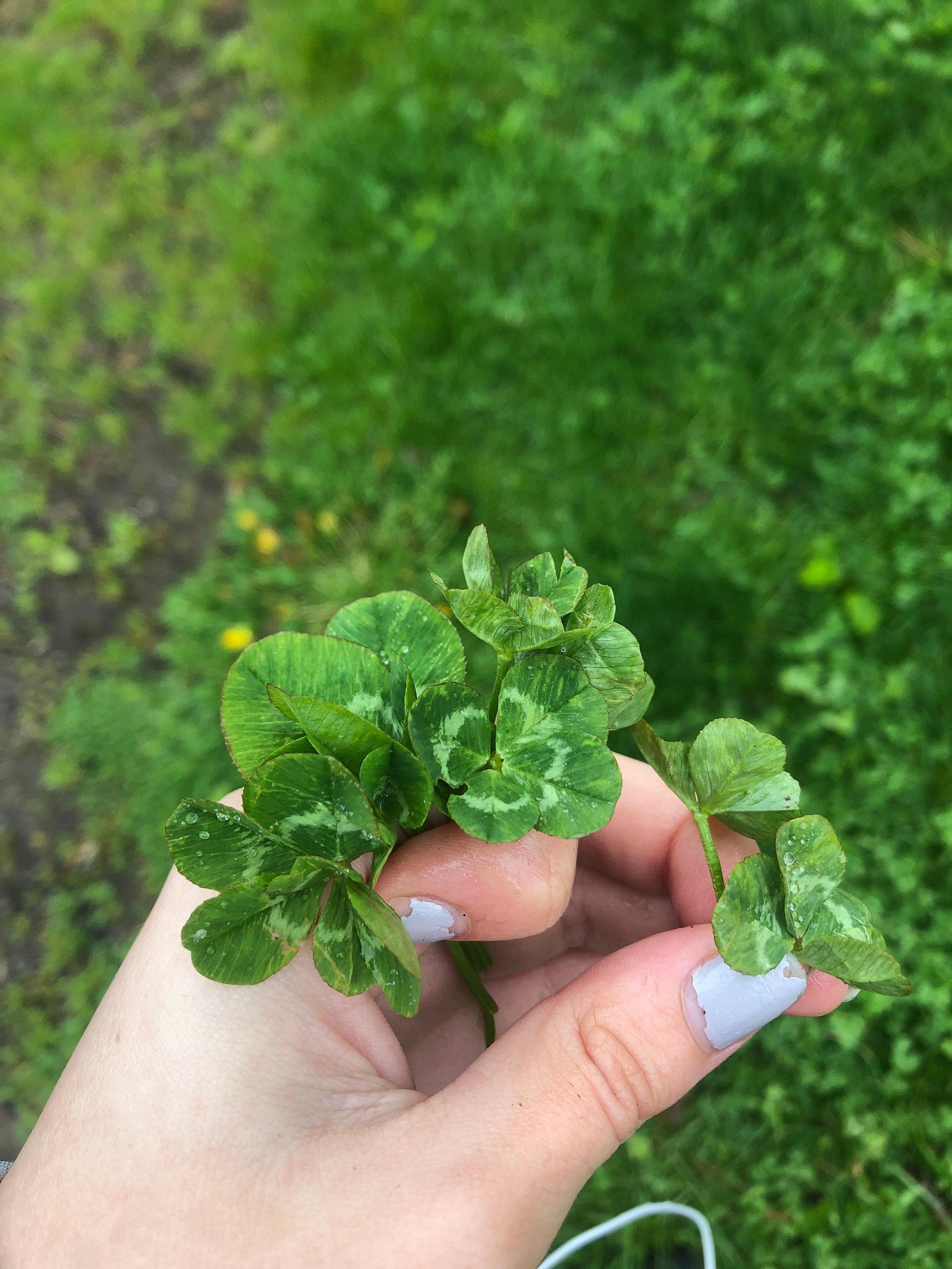 Real SEVEN Leaf Clover Genuine and Hand Picked ONLY ONE Laminated ...