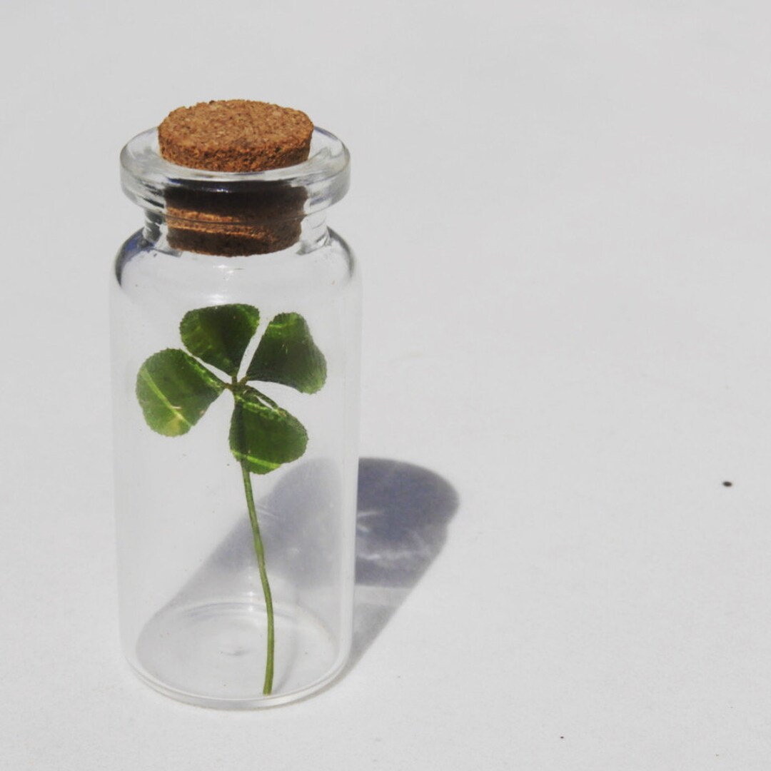 Four Leaf Clover Glass Jar - Real, Handpicked - Decor, Gift, Graduation ...
