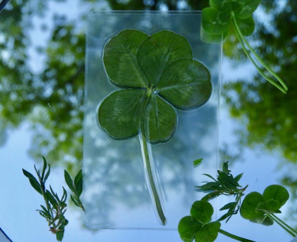 Real 5-leaf Clover: Authentic Laminated Lucky Charm for Wallets ...