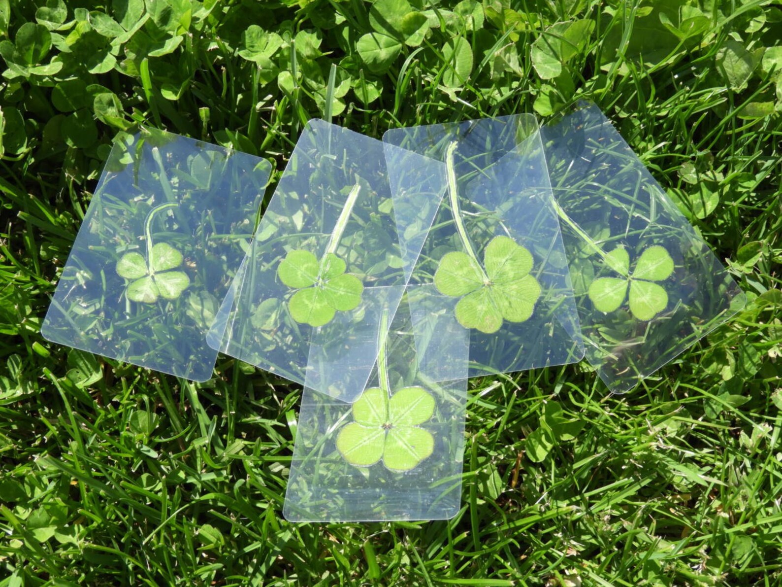 Four Leaf Clovers Genuine and Hand Picked Wallet Cards | Etsy