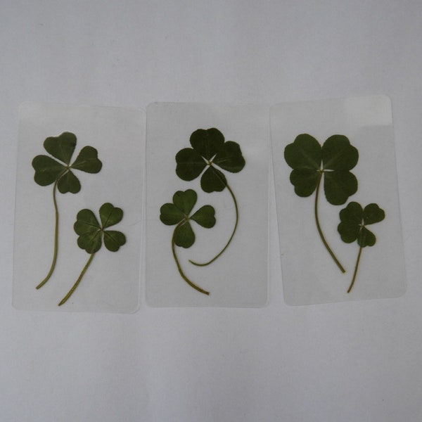 Three Leaf Clovers - Etsy