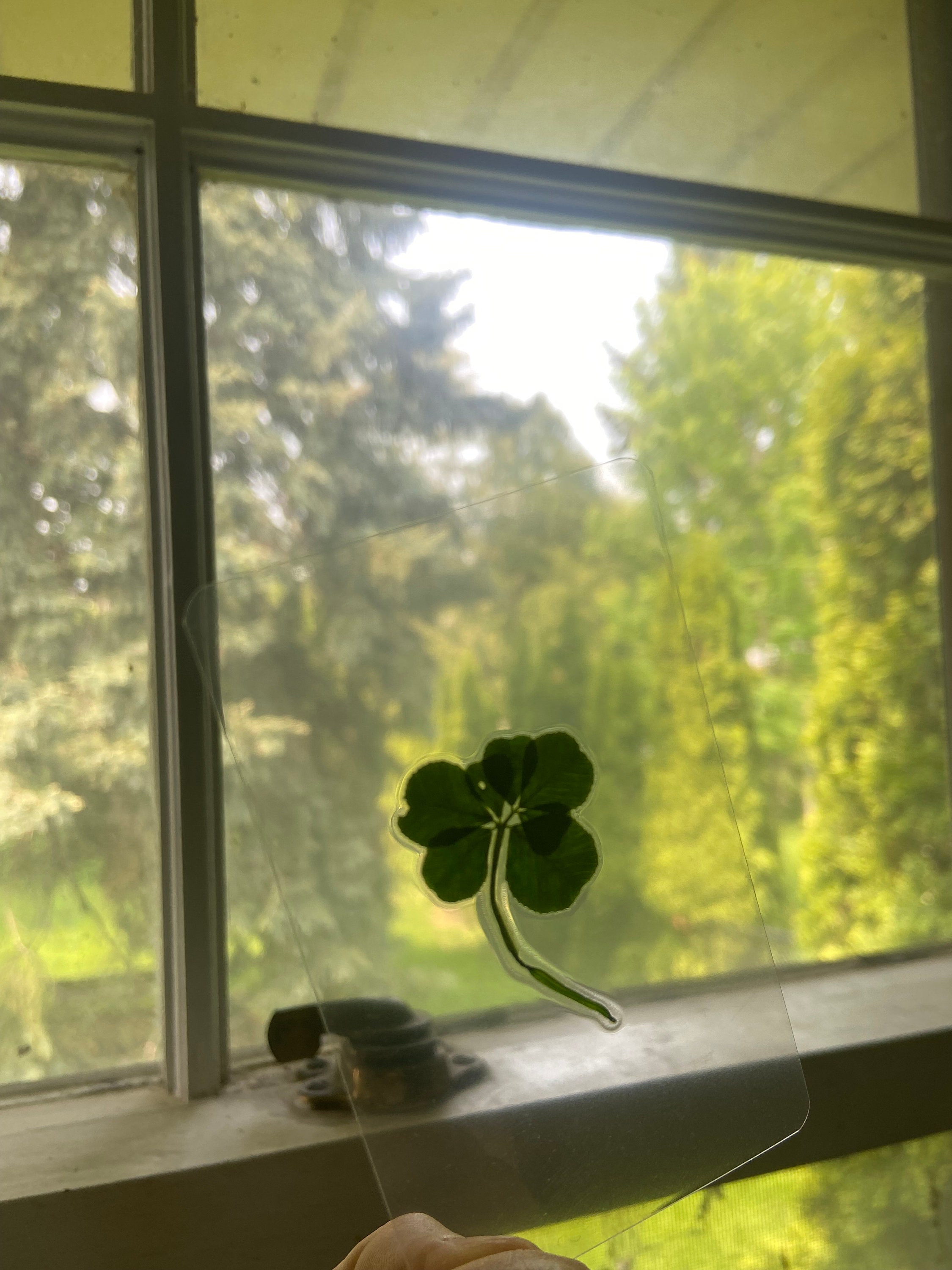 Real SEVEN Leaf Clover Genuine and Hand Picked ONLY ONE - Etsy