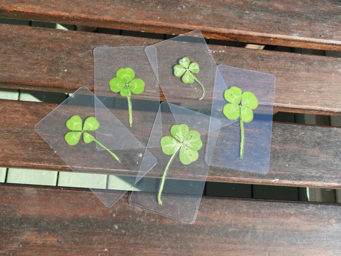 Four Leaf Clovers Genuine and Hand Picked Wallet Cards | Etsy