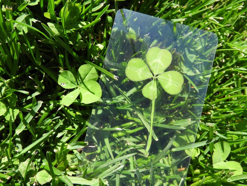 Four Leaf Clovers Genuine and Hand Picked Wallet Cards | Etsy