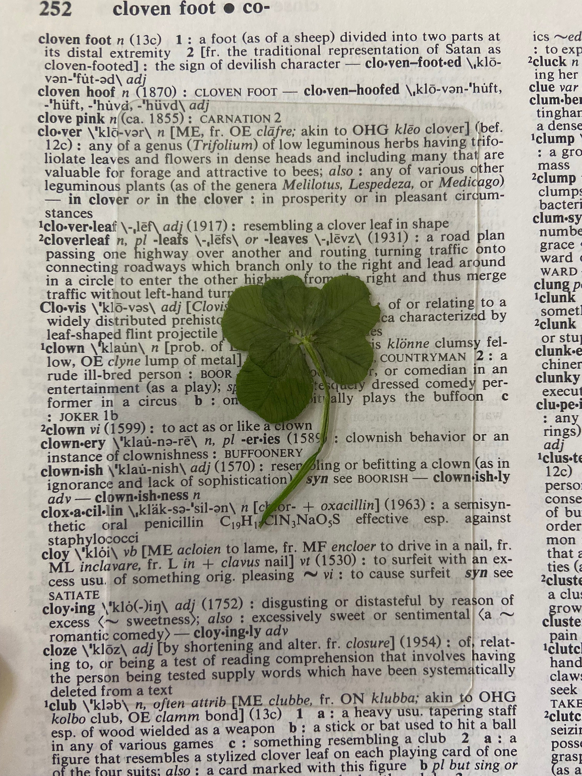 Real SEVEN Leaf Clover Genuine and Hand Picked ONLY ONE - Etsy