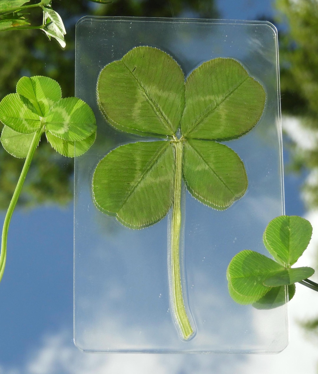 Handpicked Laminated Four Leaf Clover – Lucky Charm Wallet Card - Etsy ...