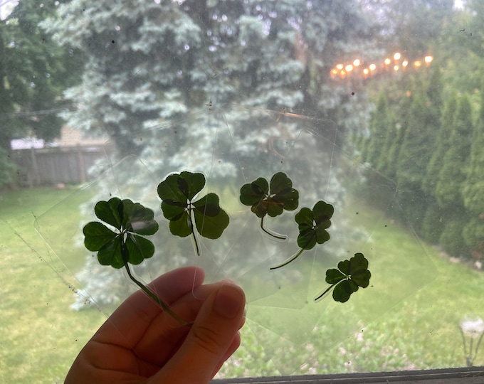 Real SIX Leaf Clover RARE ONLY 1 Genuine, Hand Picked Wallet Cards ...