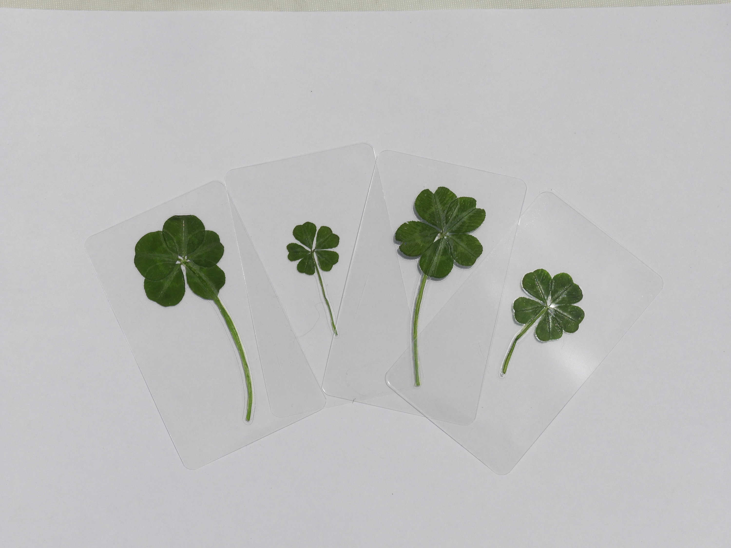 Real 5-leaf Clover: Authentic Laminated Lucky Charm for Wallets ...