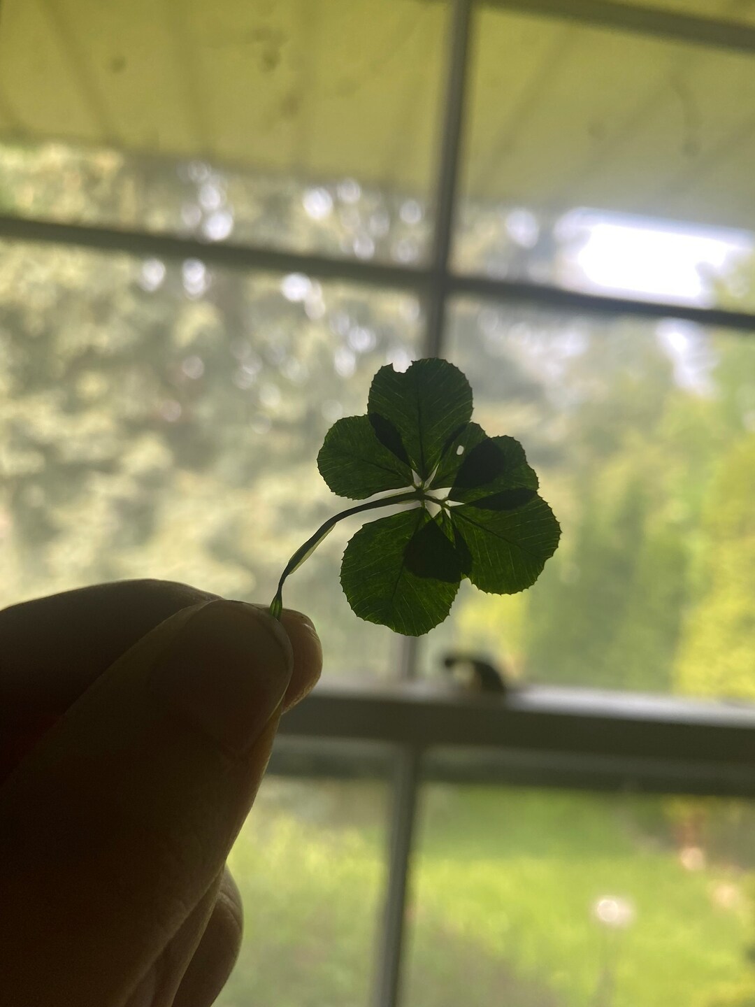 Real SEVEN Leaf Clover Genuine and Hand Picked ONLY ONE - Etsy