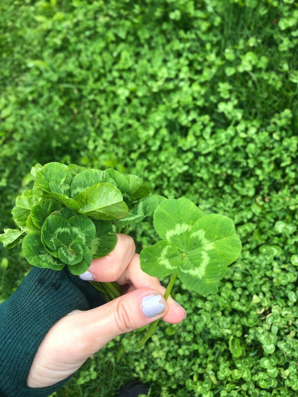 Real SEVEN Leaf Clover Genuine and Hand Picked ONLY ONE Laminated ...