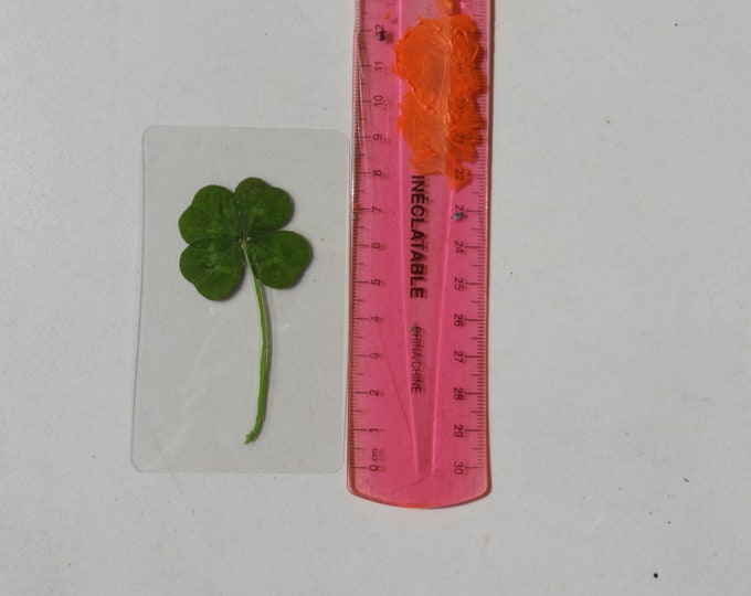 Real SIX Leaf Clover - RARE - ONLY 1 - Genuine, Hand Picked - Wallet ...