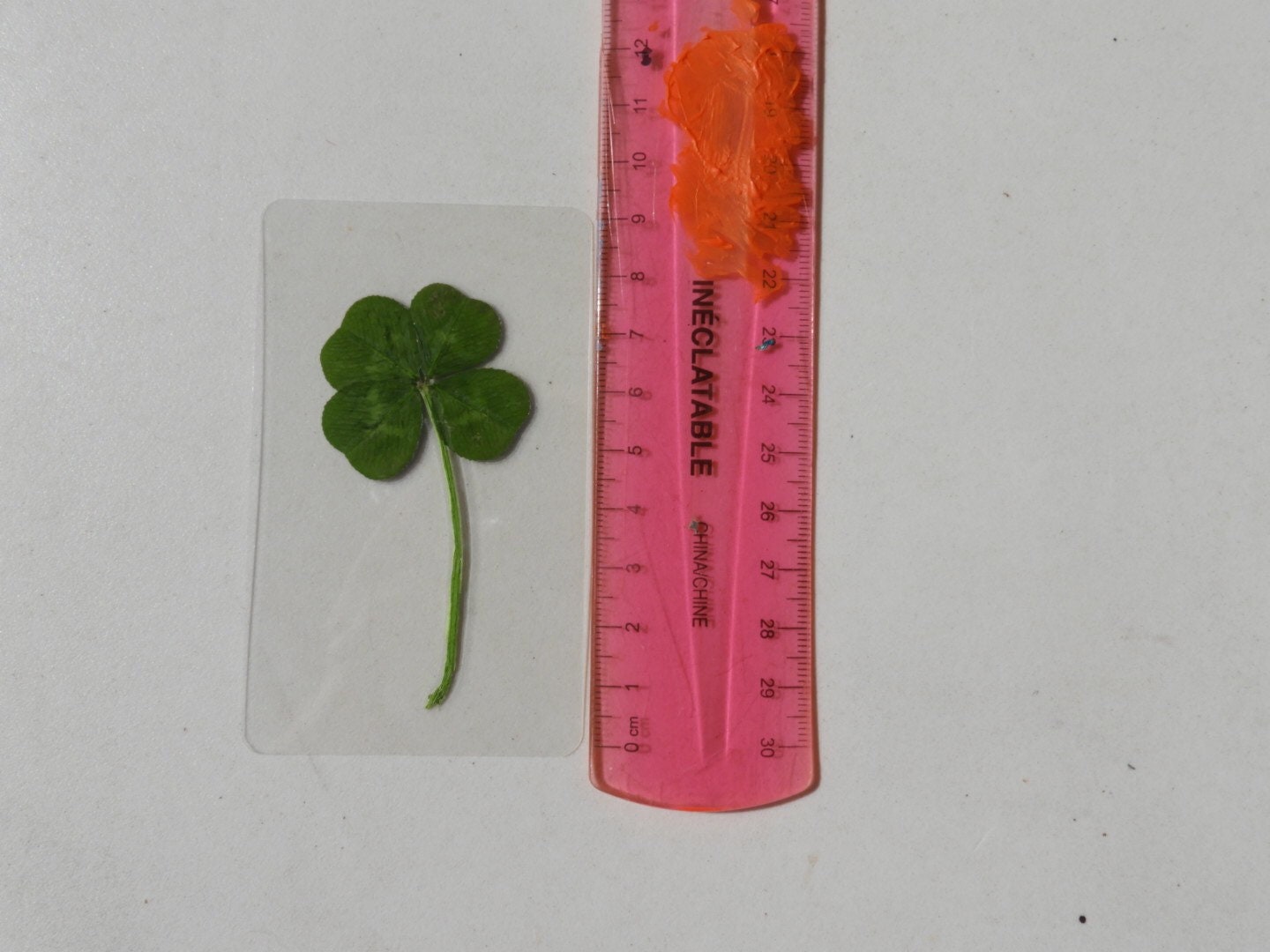 Real SEVEN Leaf Clover Genuine and Hand Picked ONLY ONE Laminated ...