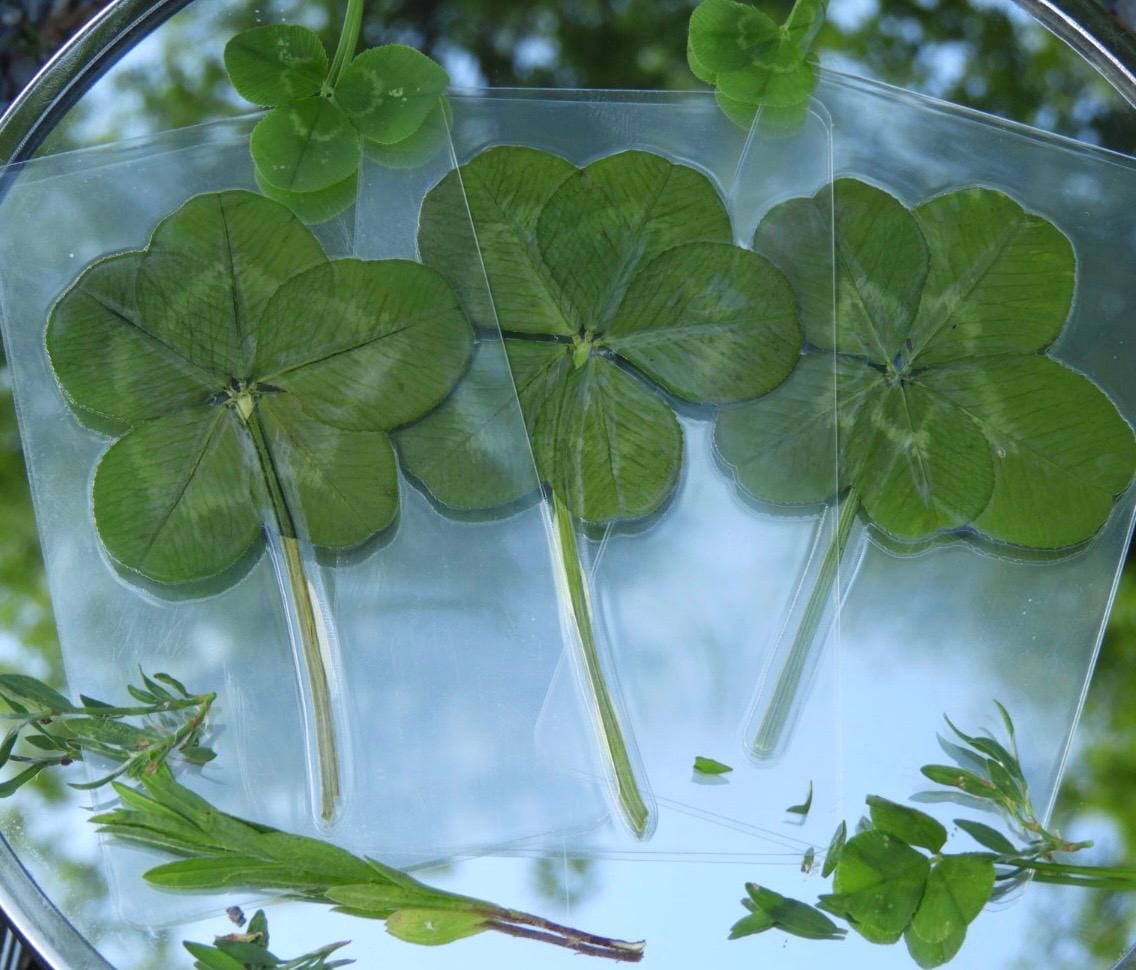 Real 5-leaf Clover: Authentic Laminated Lucky Charm for Wallets ...