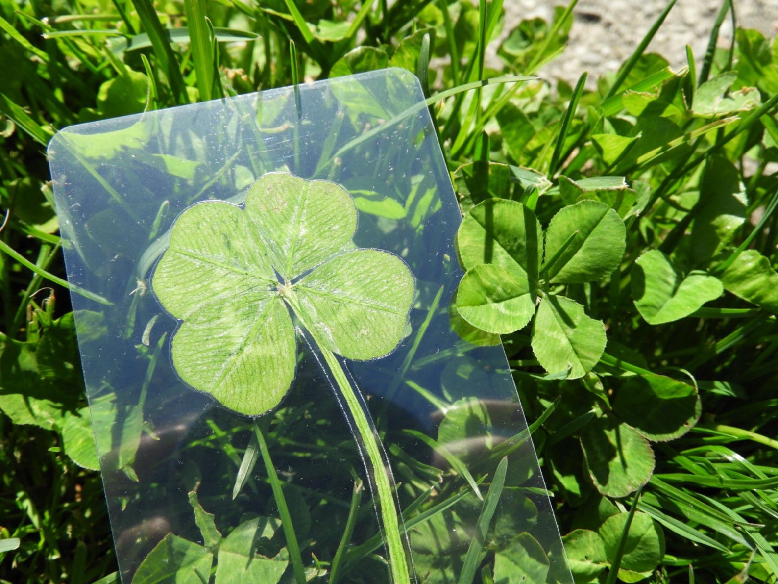 Four Leaf Clovers Genuine and Hand Picked Wallet Cards | Etsy