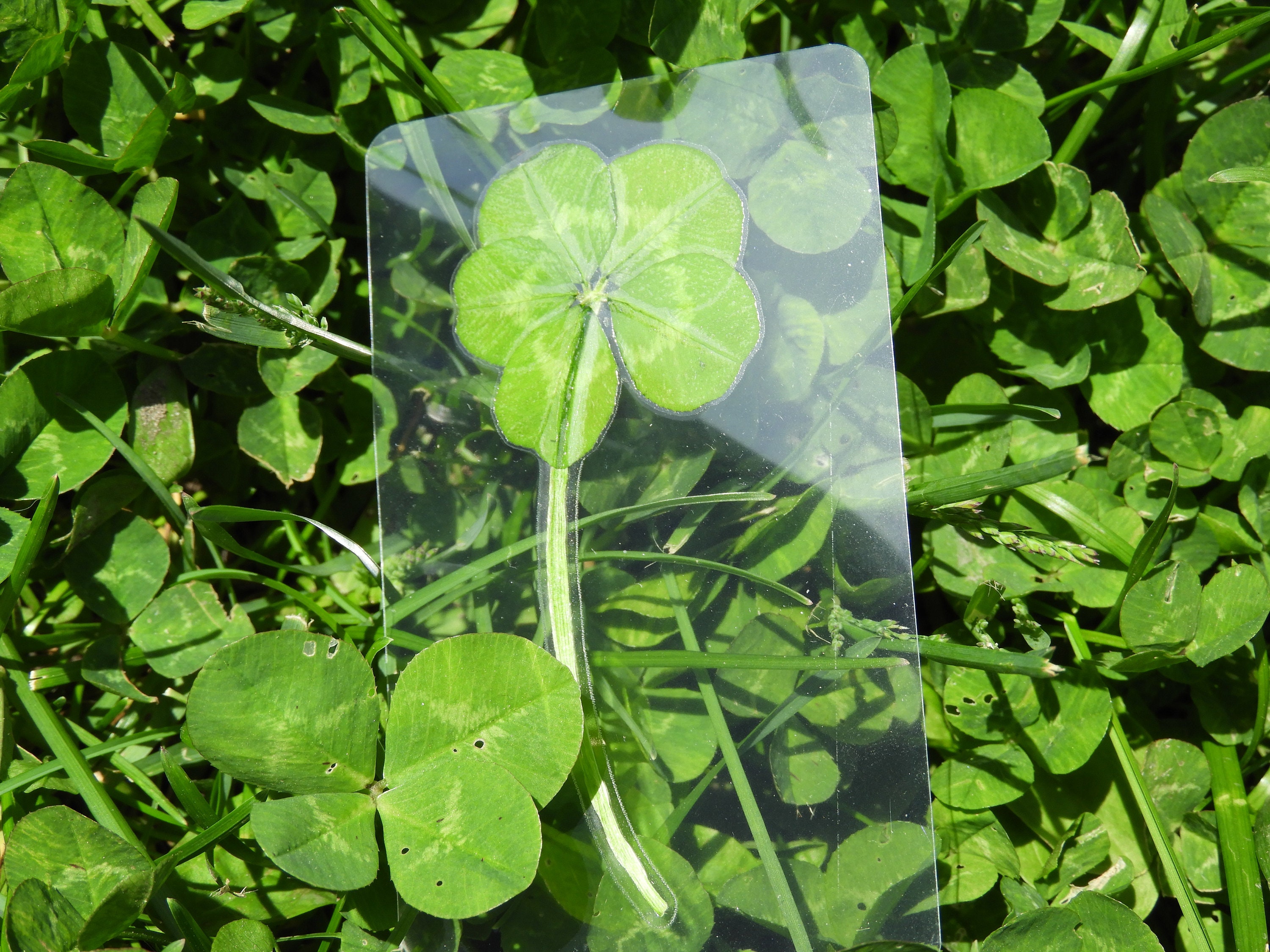 Five-leaf Clover Genuine, Hand Picked and Laminated Wallet Cards, Book ...
