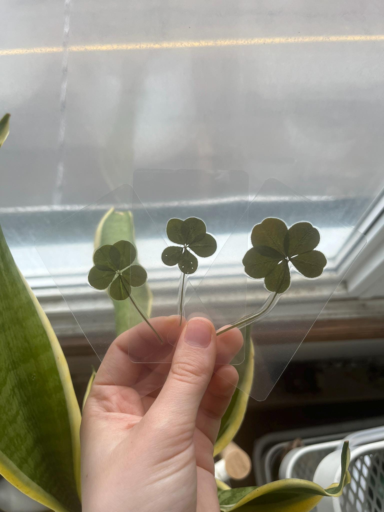 Real 5-leaf Clover: Authentic Laminated Lucky Charm for Wallets ...