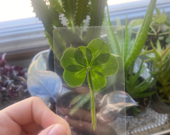 Real SIX Leaf Clover RARE ONLY 1 Genuine, Hand Picked Wallet Cards ...