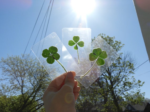 Four Leaf Clovers Genuine and Hand Picked Wallet Cards | Etsy