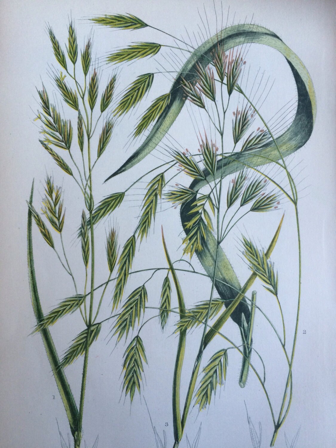 1858 GRASS original antique lithograph - grasses and sedges - Botanical ...