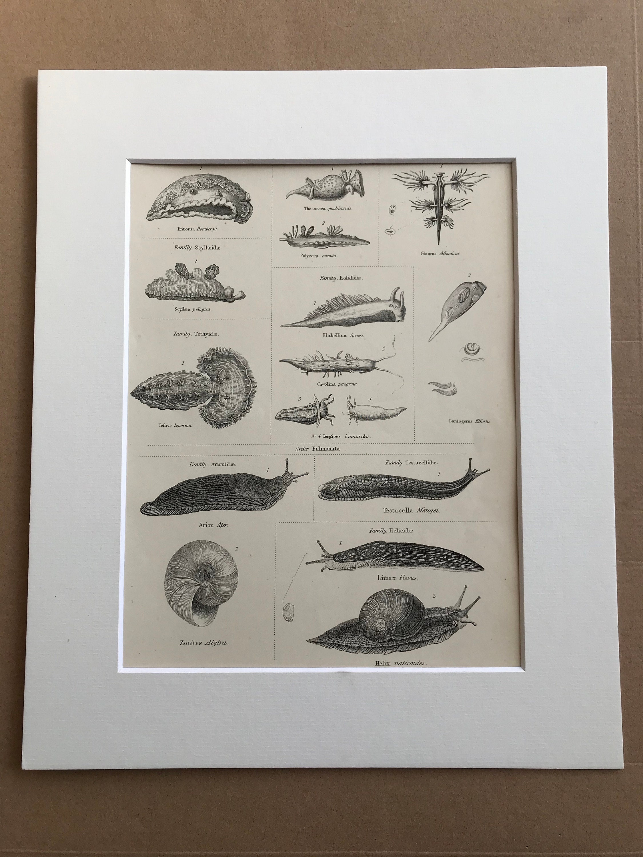 1862 Mollusca Original Antique Engraving - Available Mounted, Matted ...