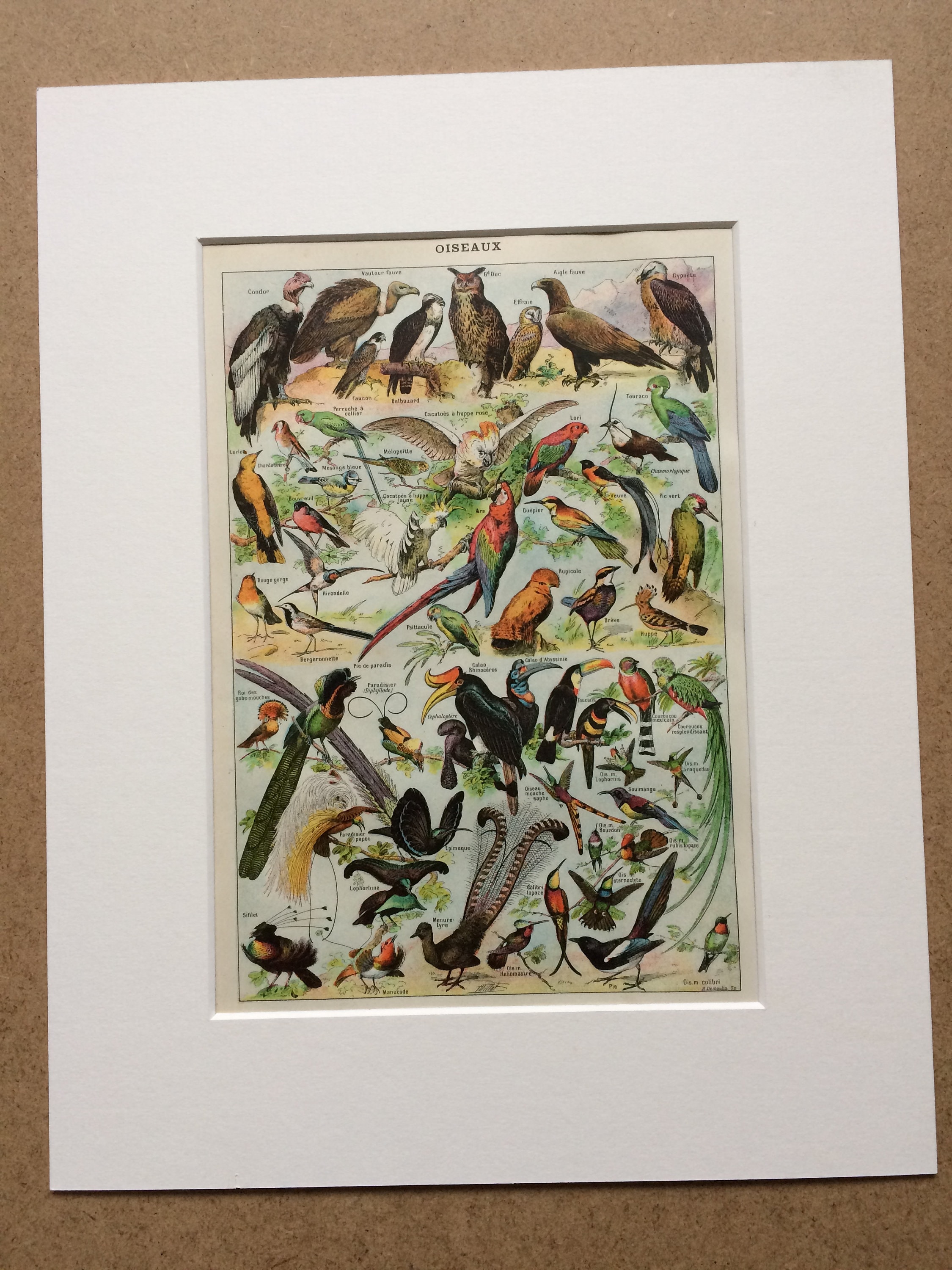 1923 Birds Original Antique Print - Mounted and Matted - Decorative Art ...