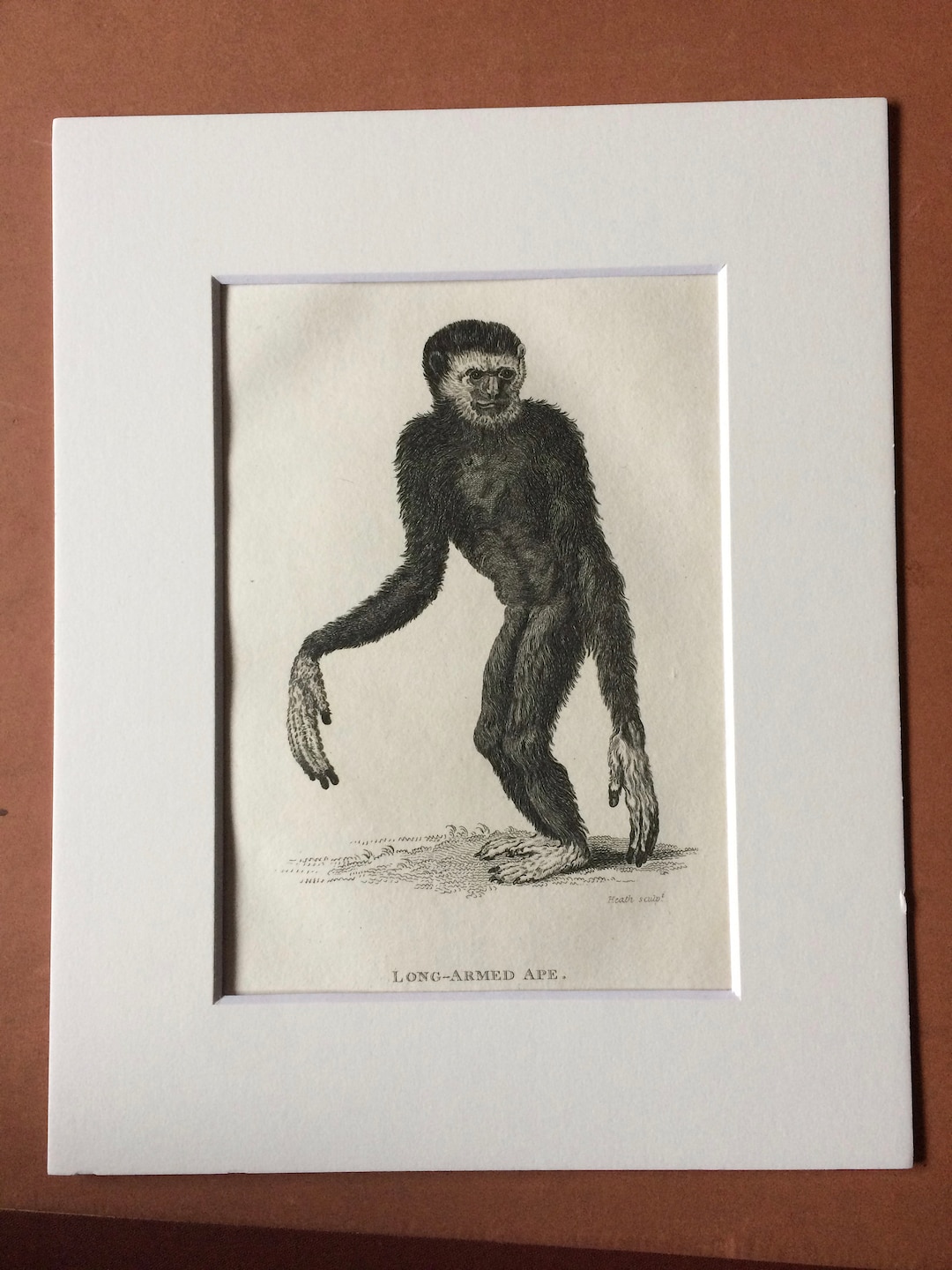 1800 Long-armed Ape Original Antique Engraving - Zoology - Natural ...