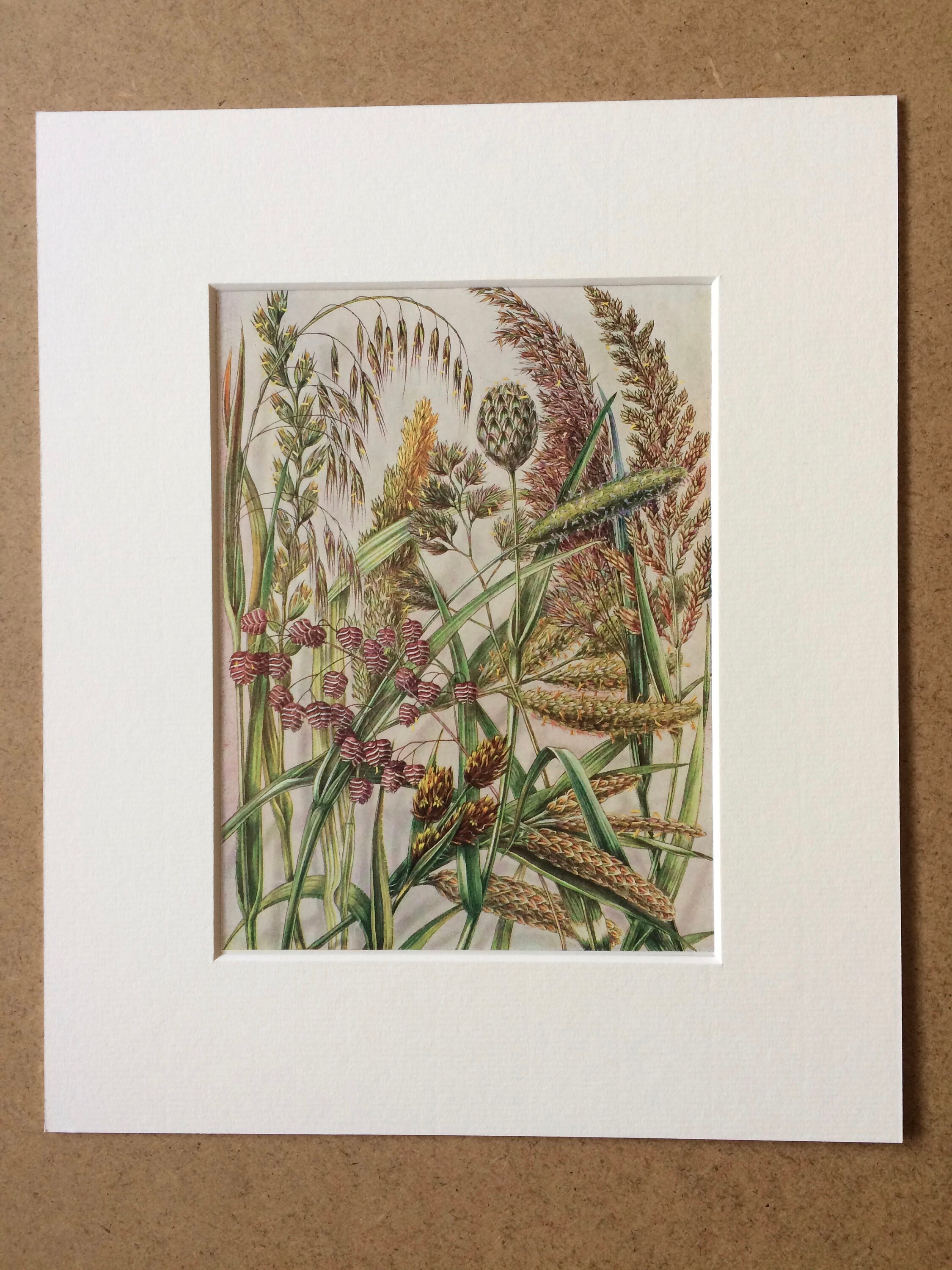 1940s British Grasses and Sedges Original Vintage Print - Mounted and ...