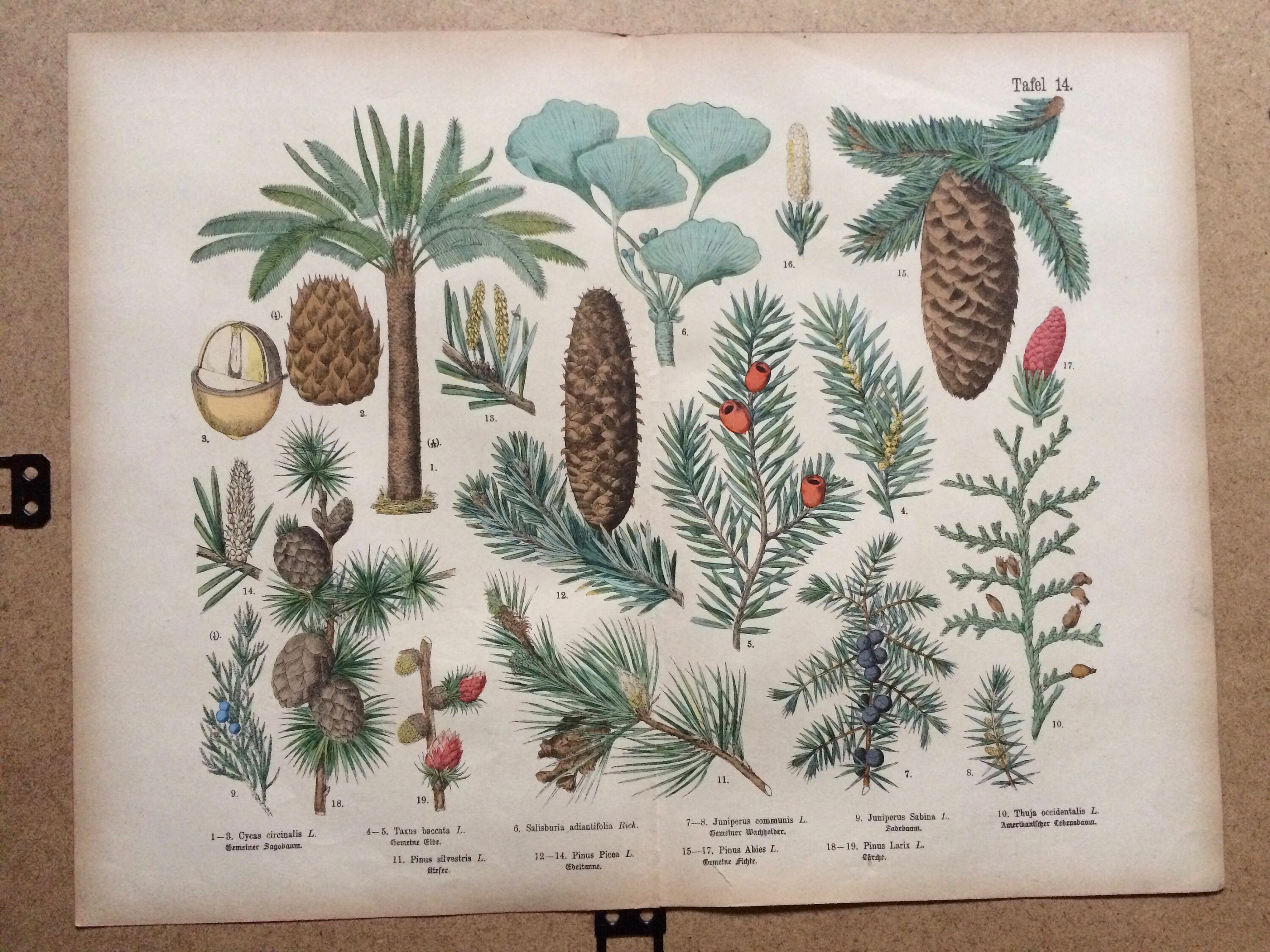 1890 Large Original Antique Botanical Lithograph - Botanical Print ...