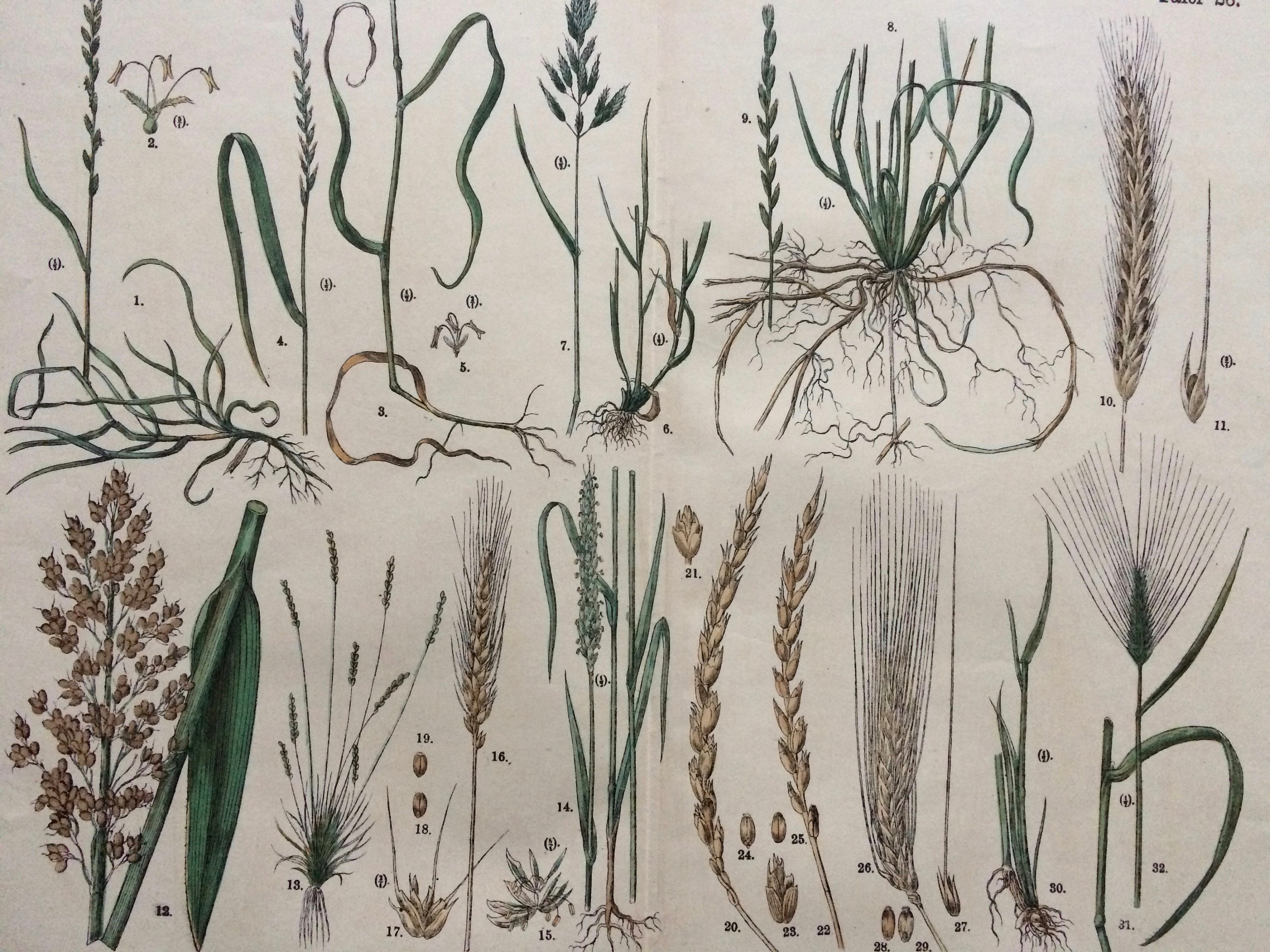 1890 Large Original Antique Botanical Lithograph - Botanical Print ...