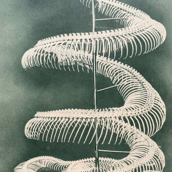Snake Skeleton Frame - Etsy