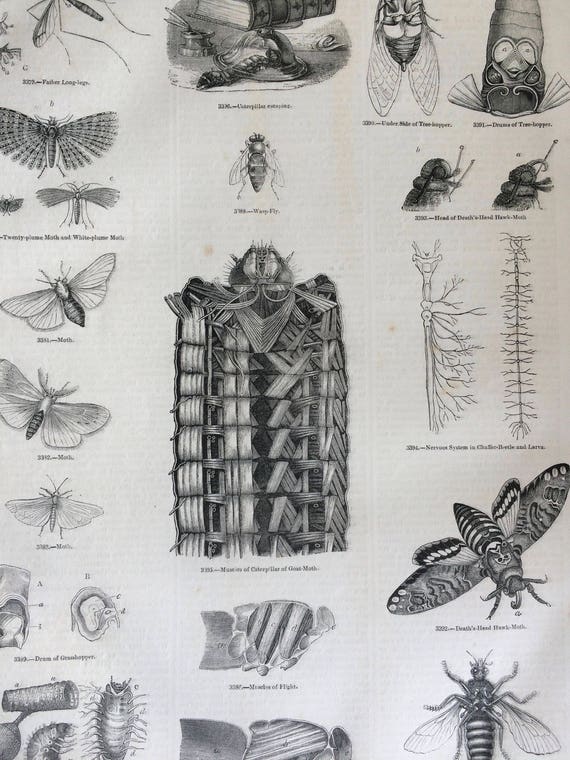 1856 Large Original Antique Insect Engraving Insect Anatomy | Etsy