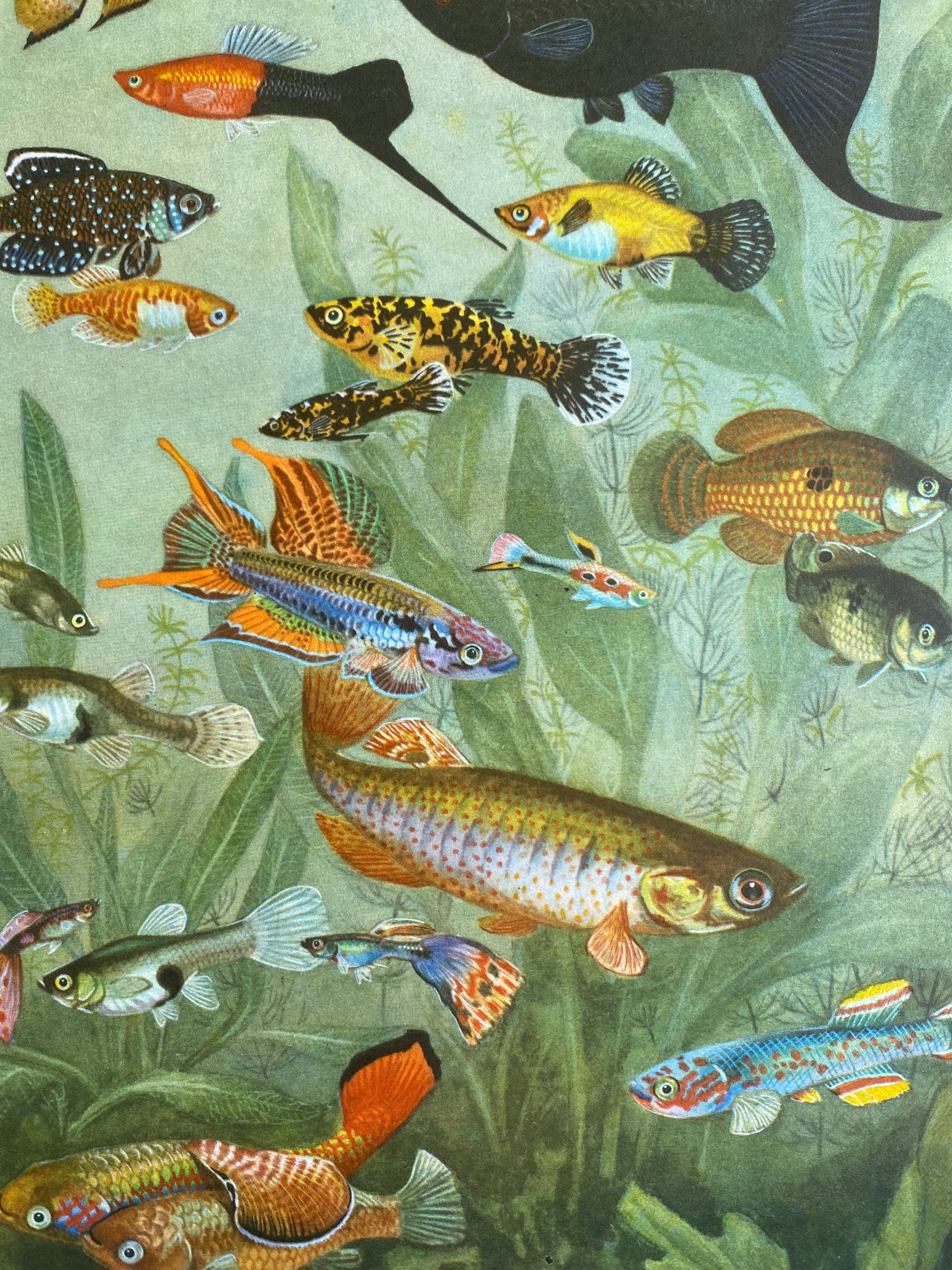 1968 Original Vintage Fish Print - Sailfin Molly - Green Swordtail ...