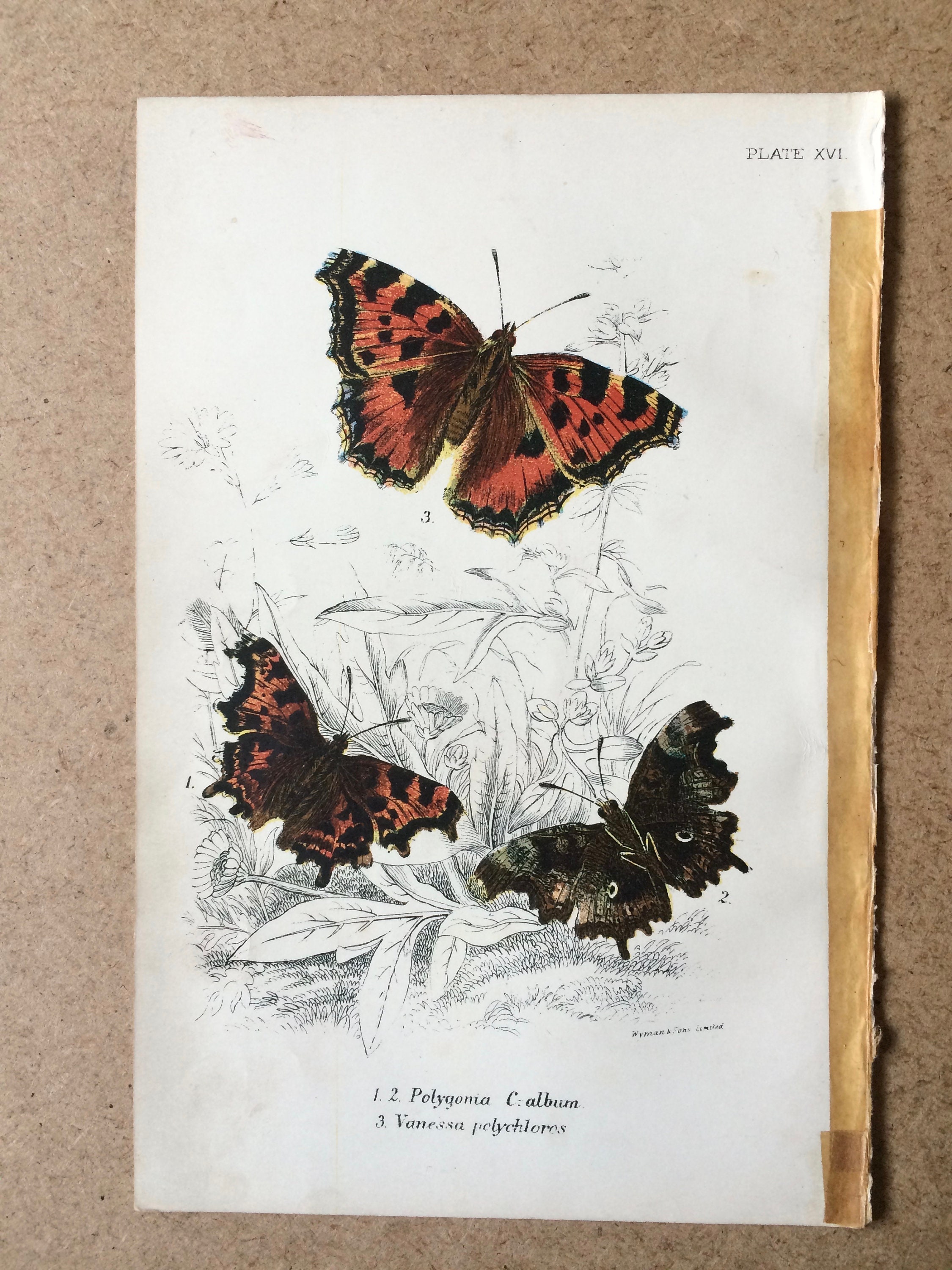 1896 Original Antique Chromolithograph - Moth - Butterfly - Insect ...