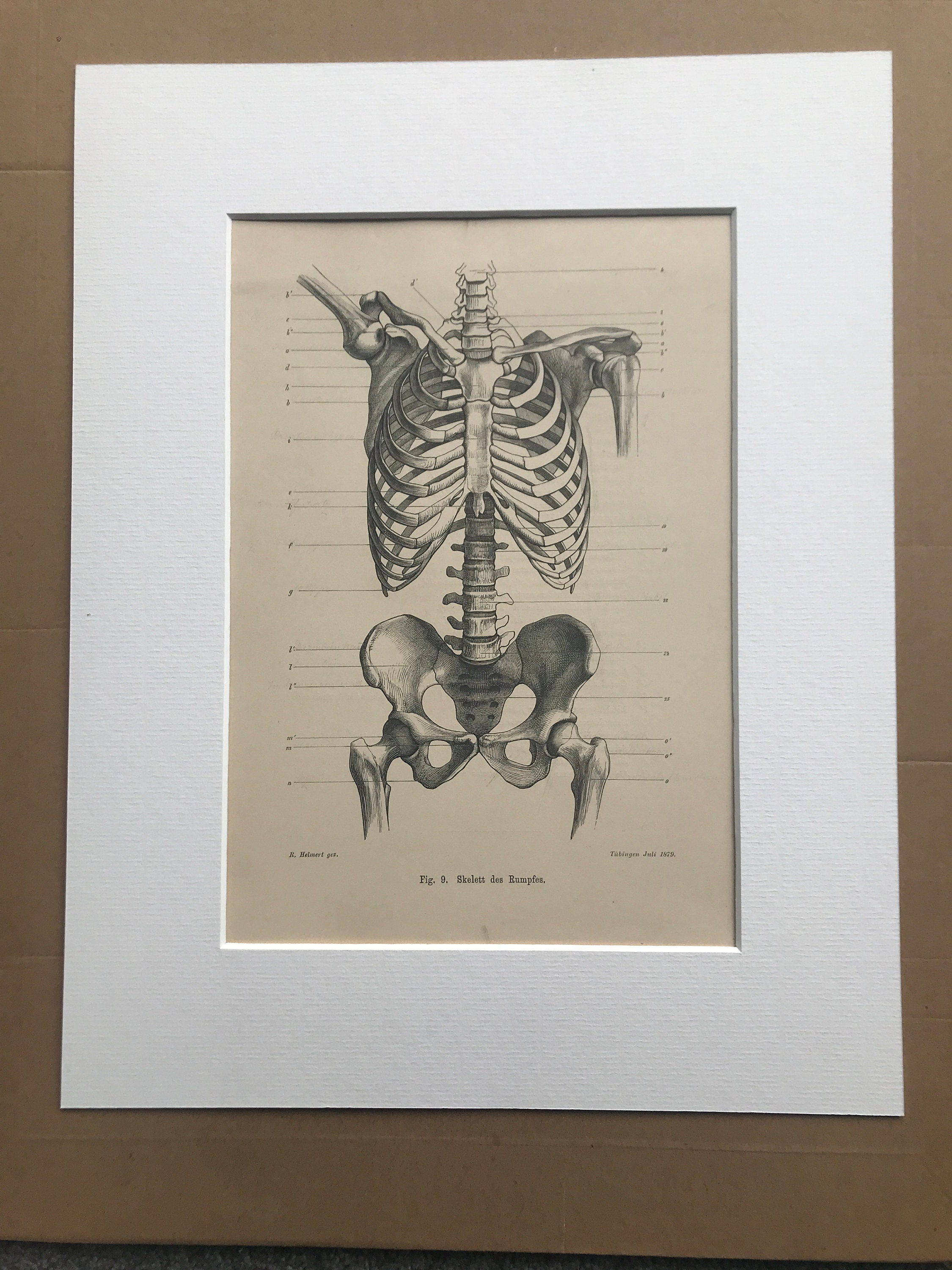 1890 Original Antique Anatomical Print - Torso Skeleton - Anatomy ...