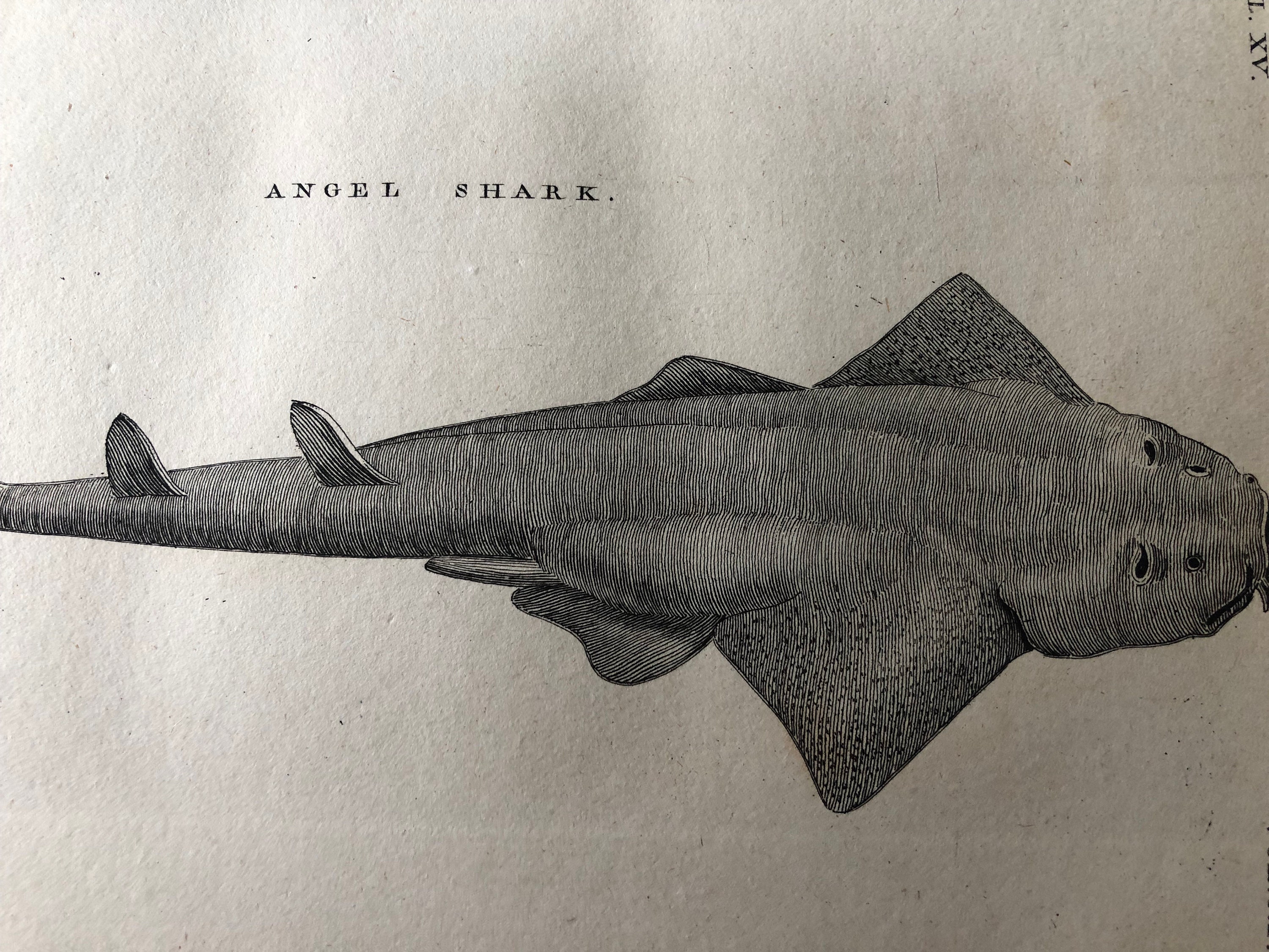 Angel Shark Drawing