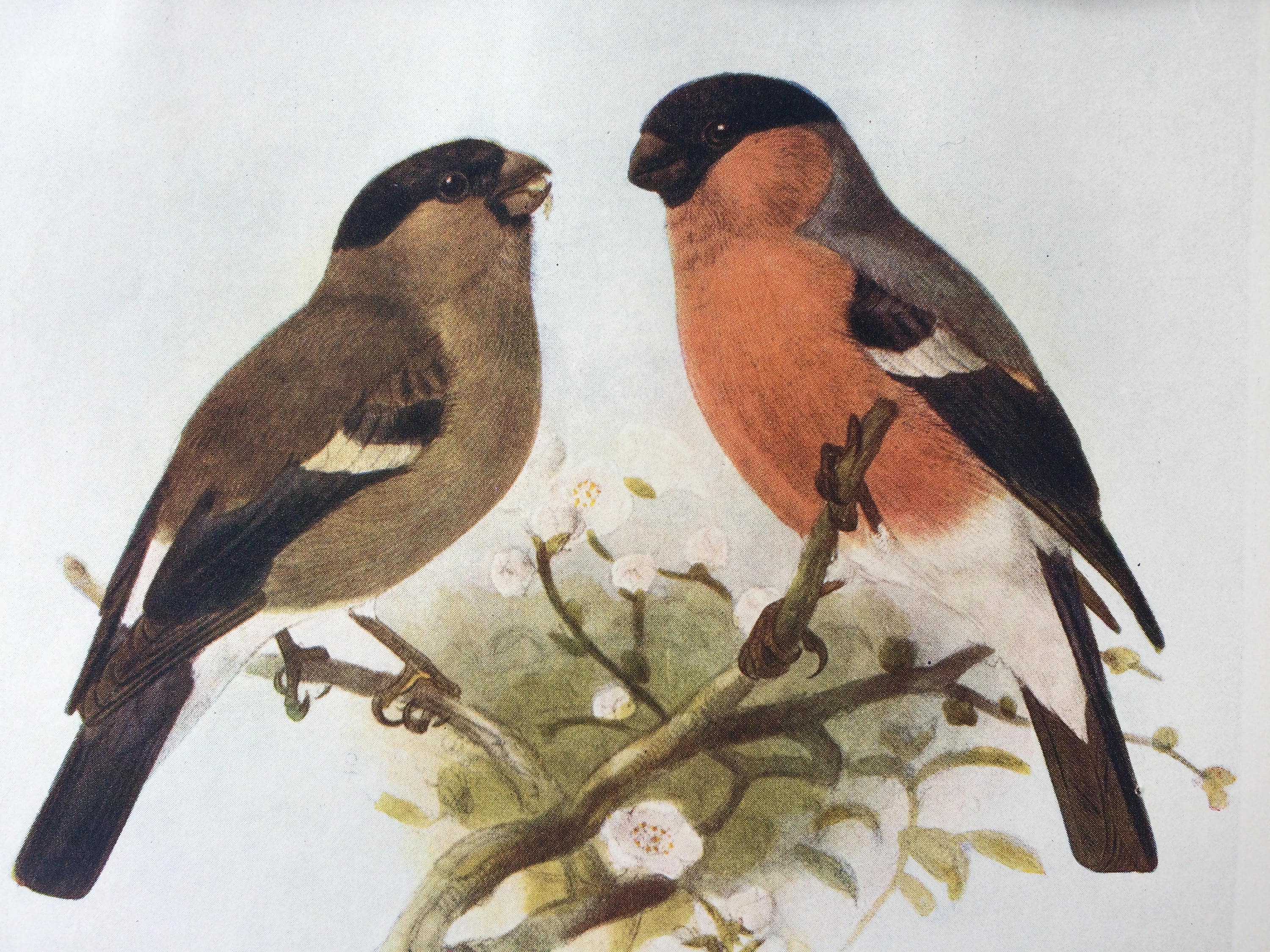 1907 Bullfinch Original Antique Lithograph - Ornithology - British ...