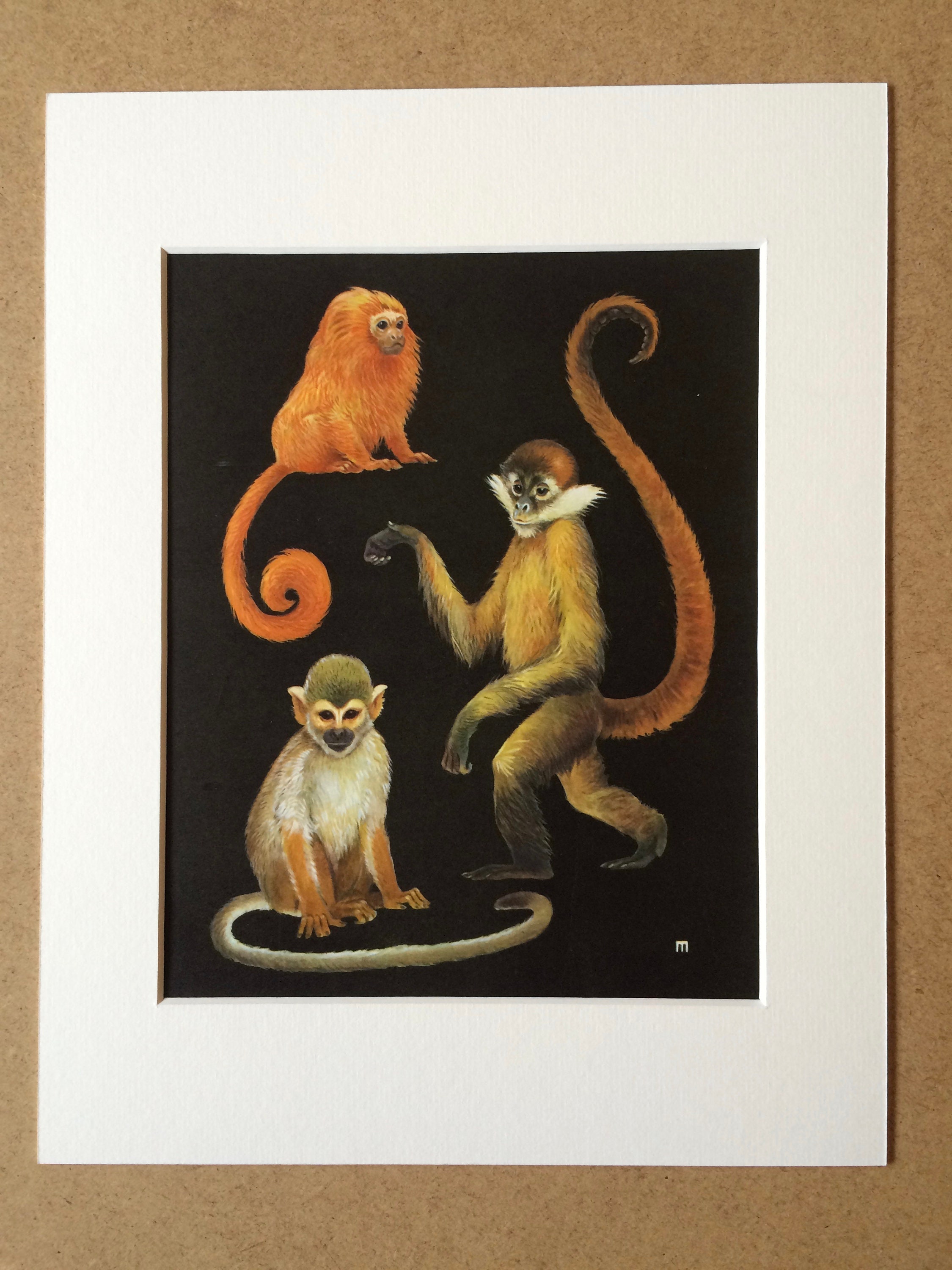 1968 Original Vintage Primate Print - Mounted and Matted - Golden Lion ...