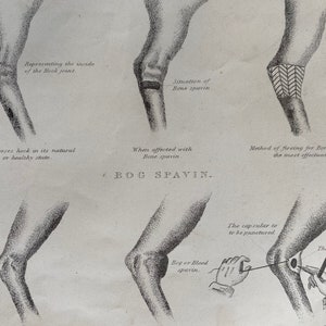 1870 Bone Spavin and Bog Spavin Original Antique Print - Etsy