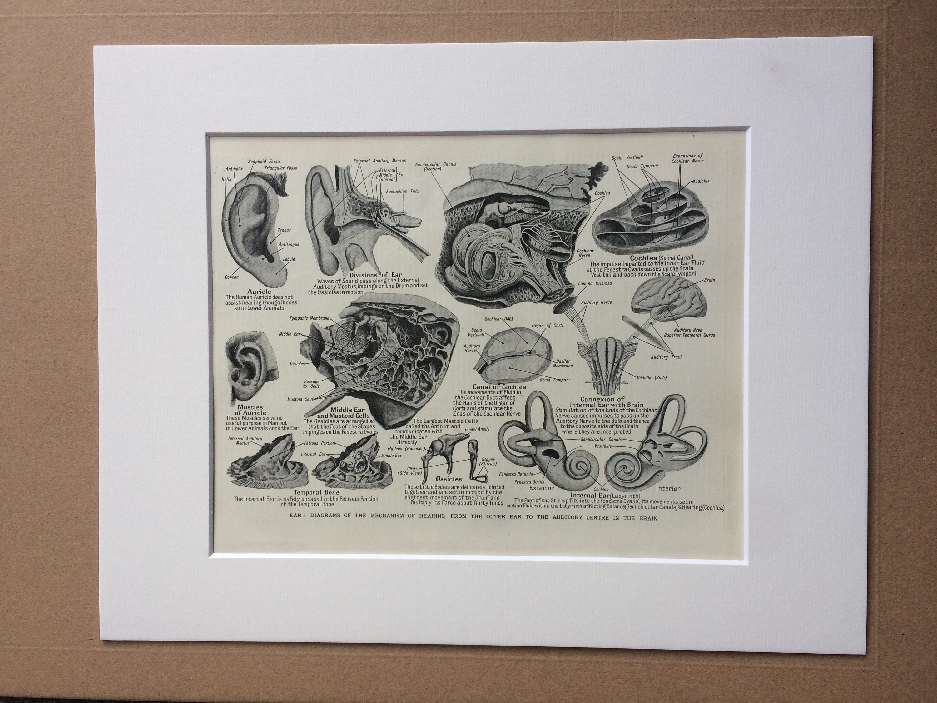 1932 Ear Diagrams of the Mechanism of Hearing Original Vintage Print ...