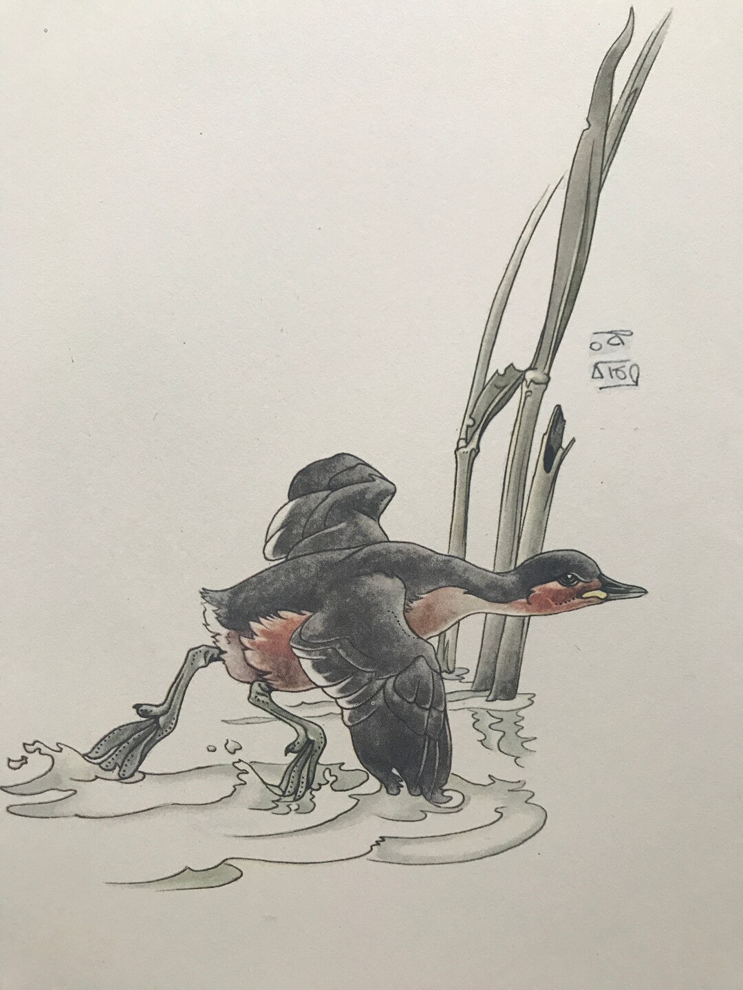 1937 Dabchick Original vintage Print Bird Art Ornithologie - Etsy France