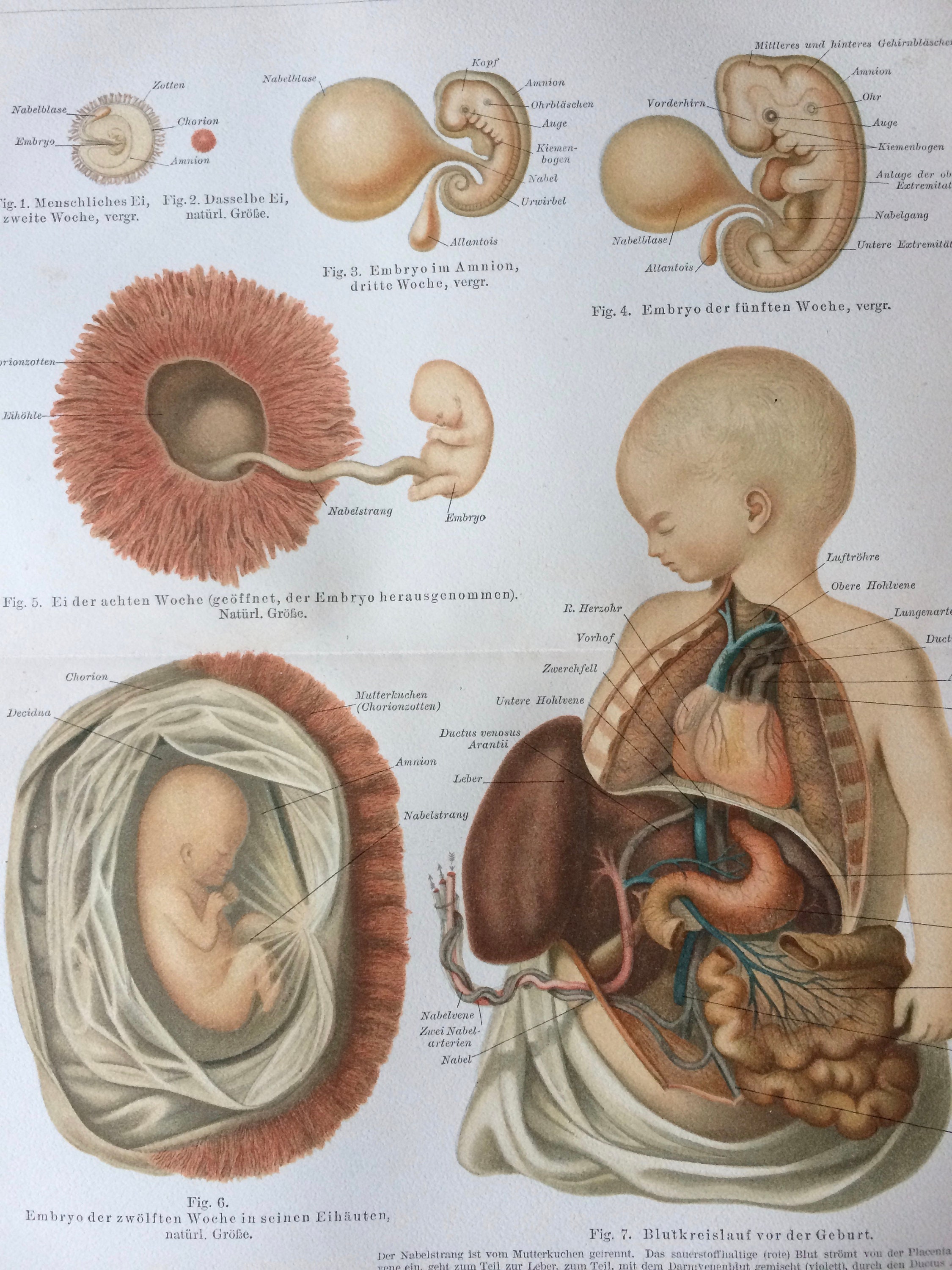 1895 Human Development Large Original Antique Lithograph - Available ...