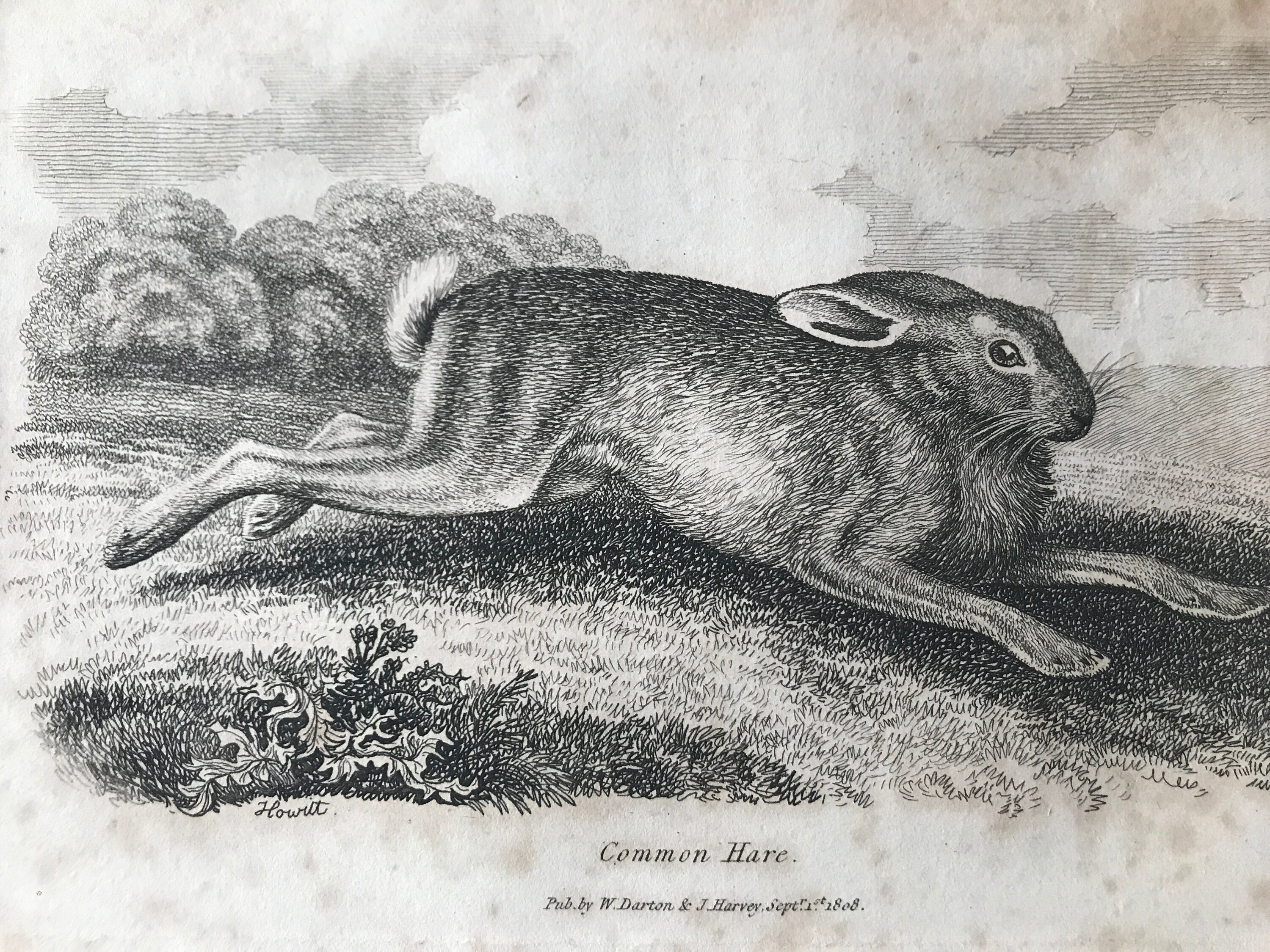 1809 Common Hare Original Antique Engraving - Natural History ...