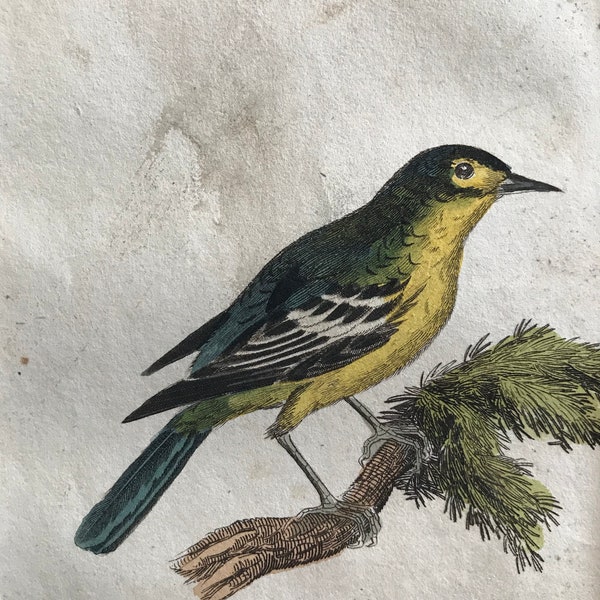 Bird Engraving - Etsy