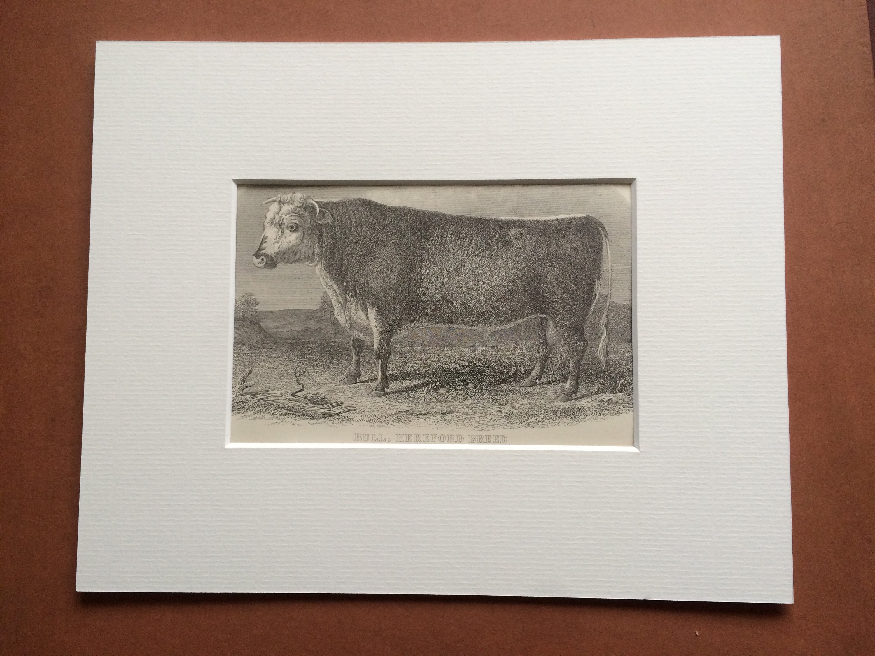 1875 Hereford Bull Original Antique Matted Engraving - Livestock - Farm ...