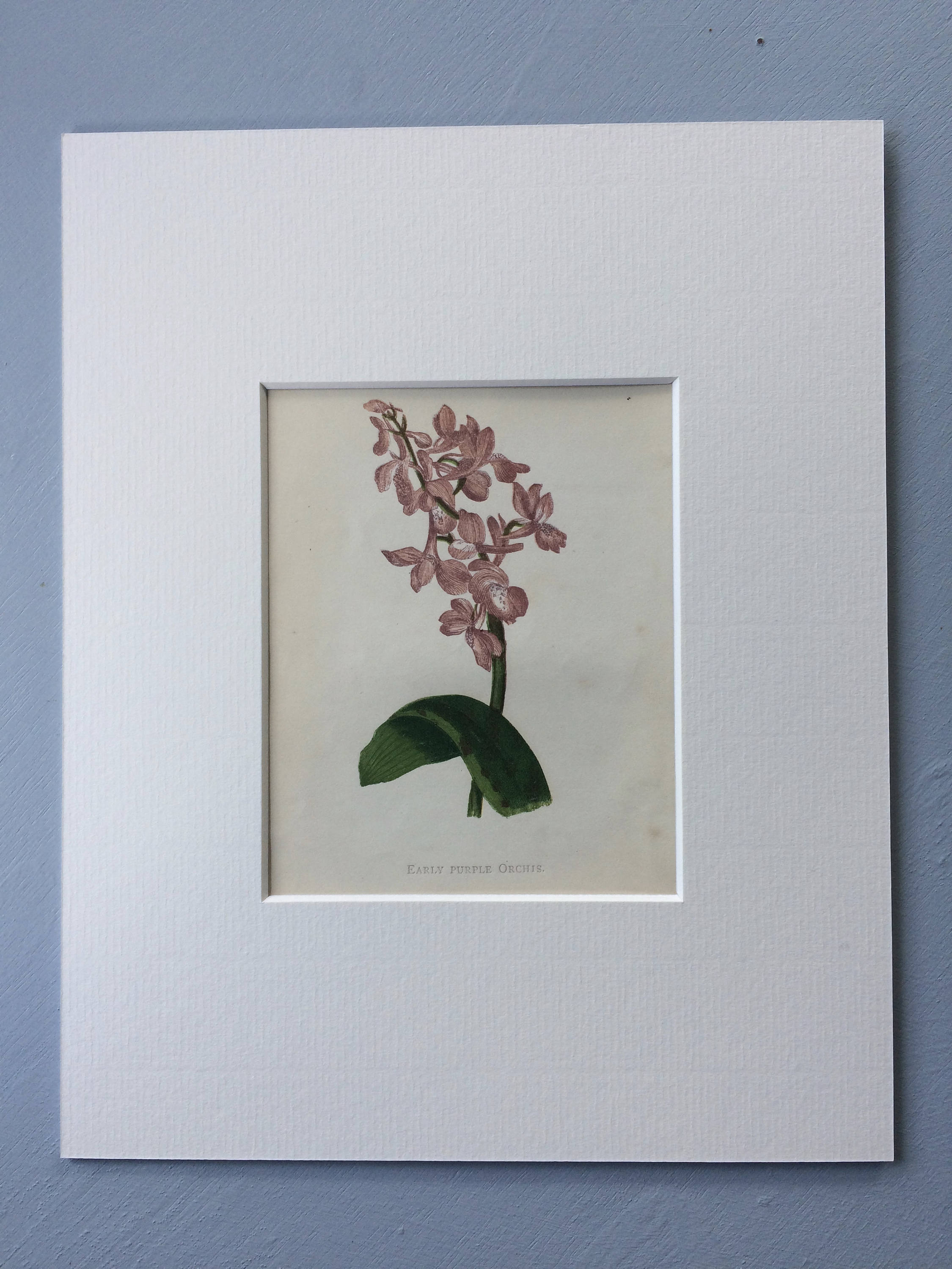 1852 Original Antique Hand-Coloured Anne Pratt Botanical Illustration ...