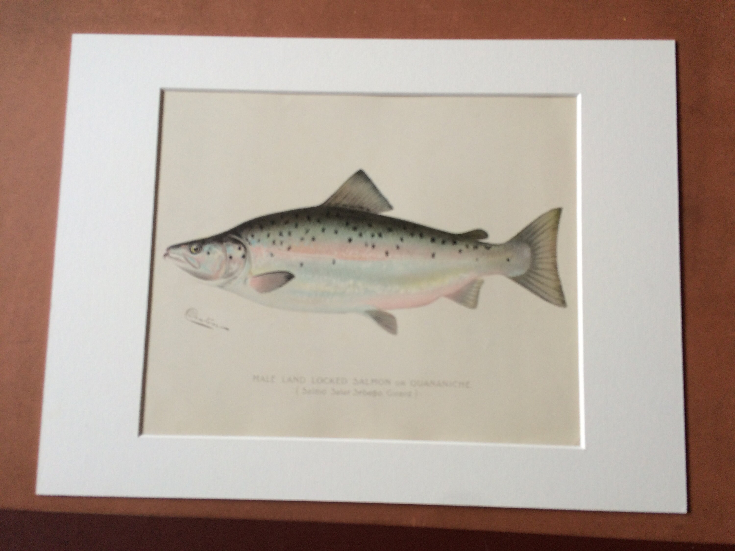 1902 Male Land Locked Salmon Large Original Antique Lithograph - S. F ...
